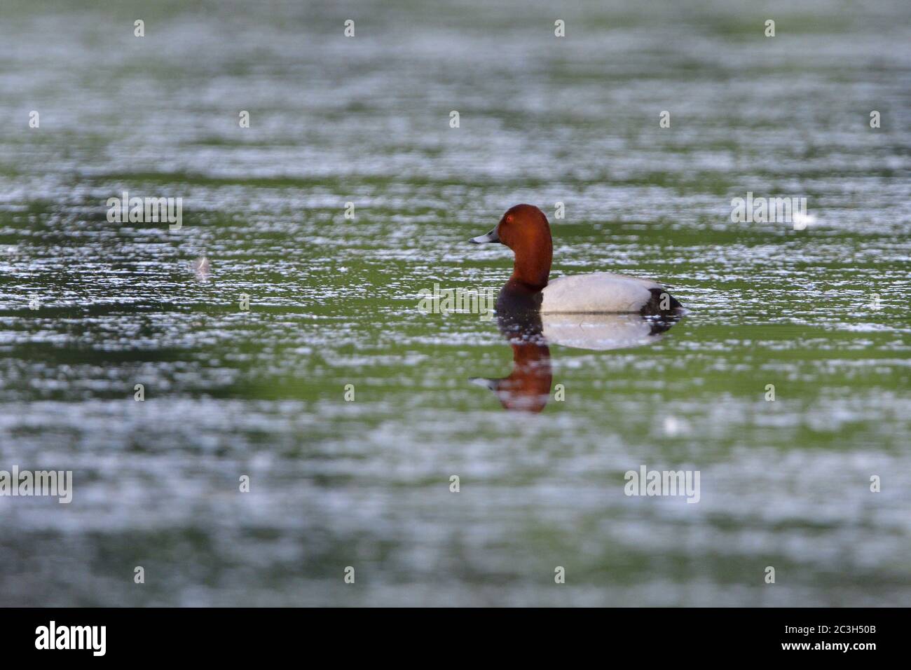 Male tufted pochard hi-res stock photography and images - Alamy