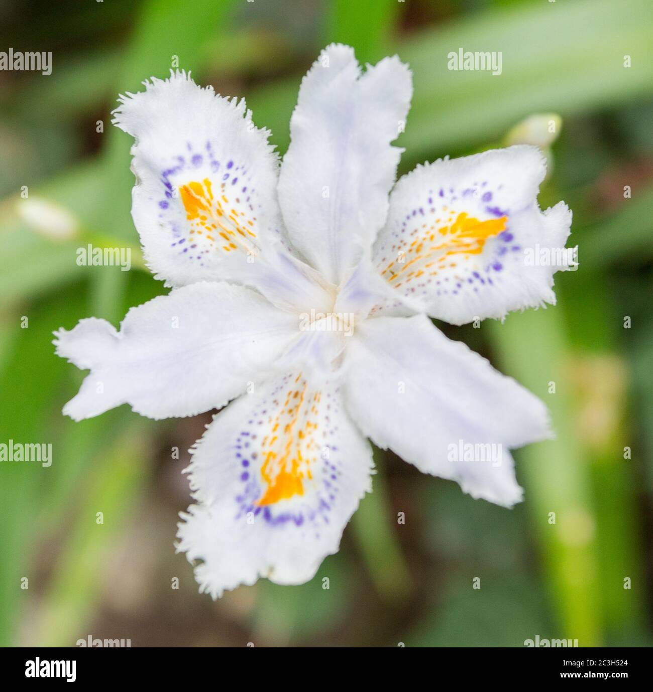 Fringed iris hi-res stock photography and images - Alamy