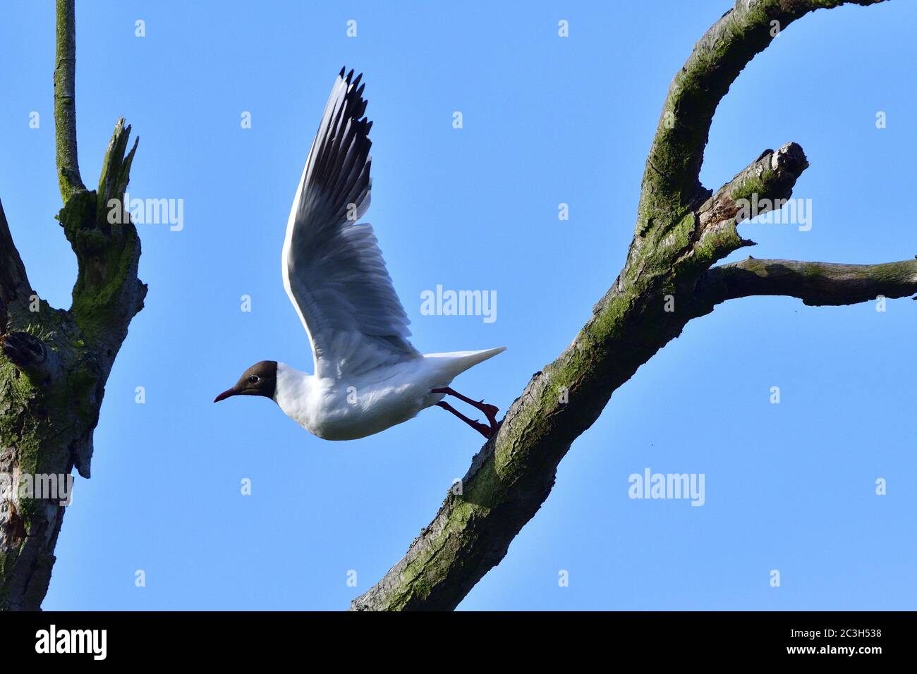 Control seagull population hi-res stock photography and images - Alamy