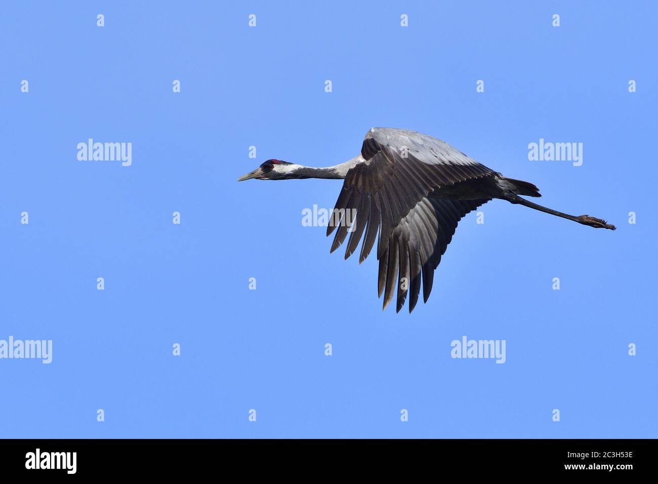 Common crane in flight Stock Photo - Alamy