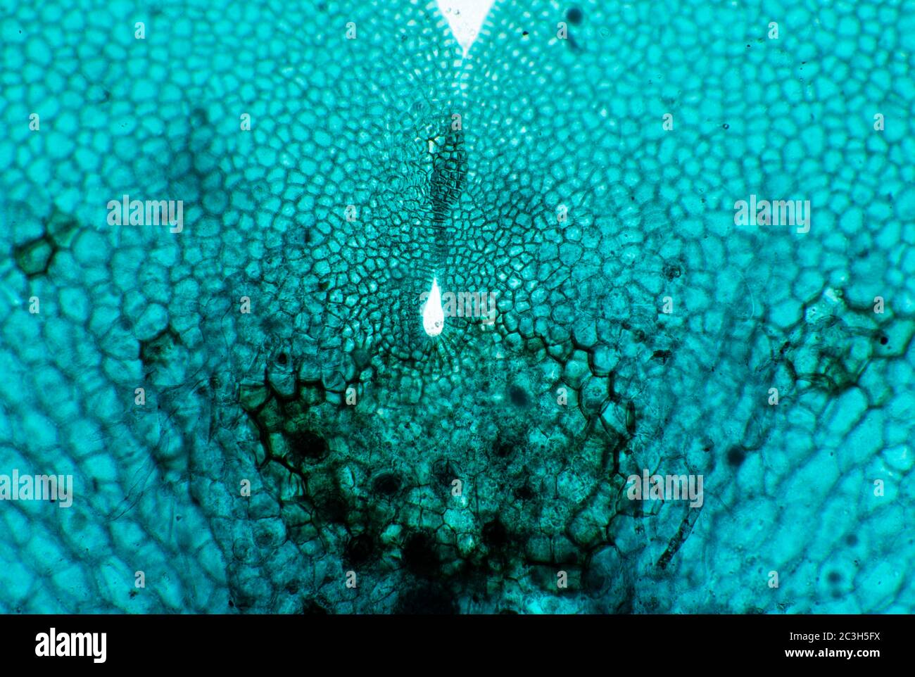 Gametophyte hi-res stock photography and images - Alamy