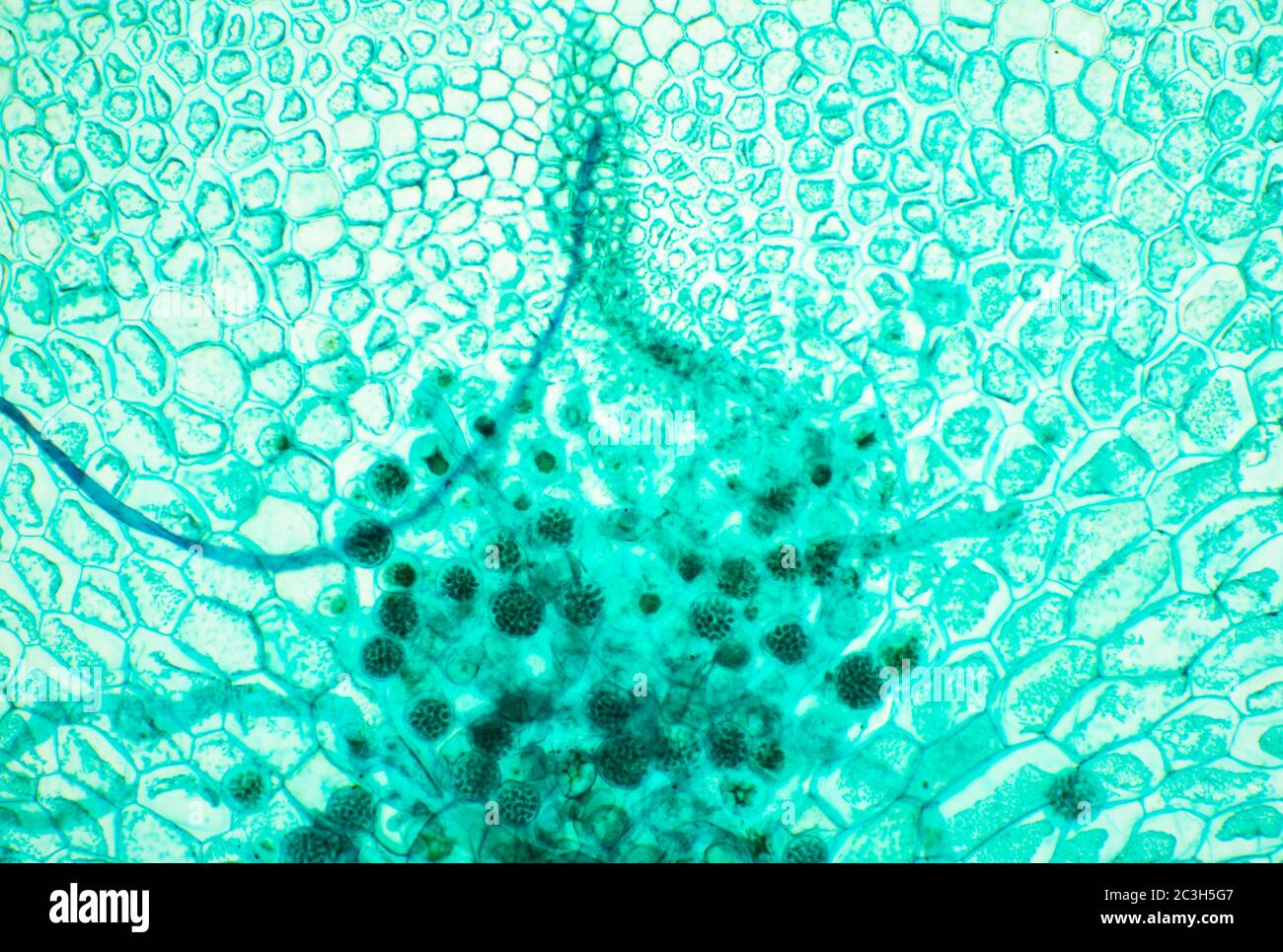 Fern Sporophyte Microscope