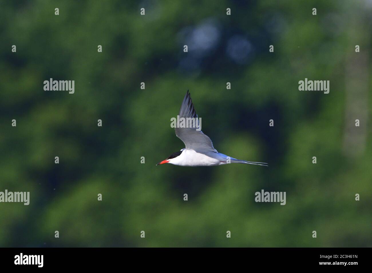 Common tern in flight Stock Photo - Alamy