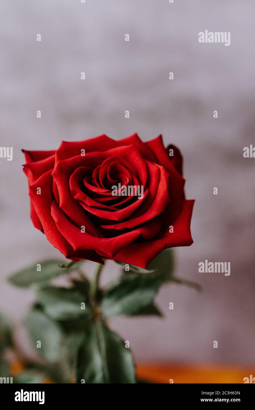 Velvet red rose hi-res stock photography and images - Alamy