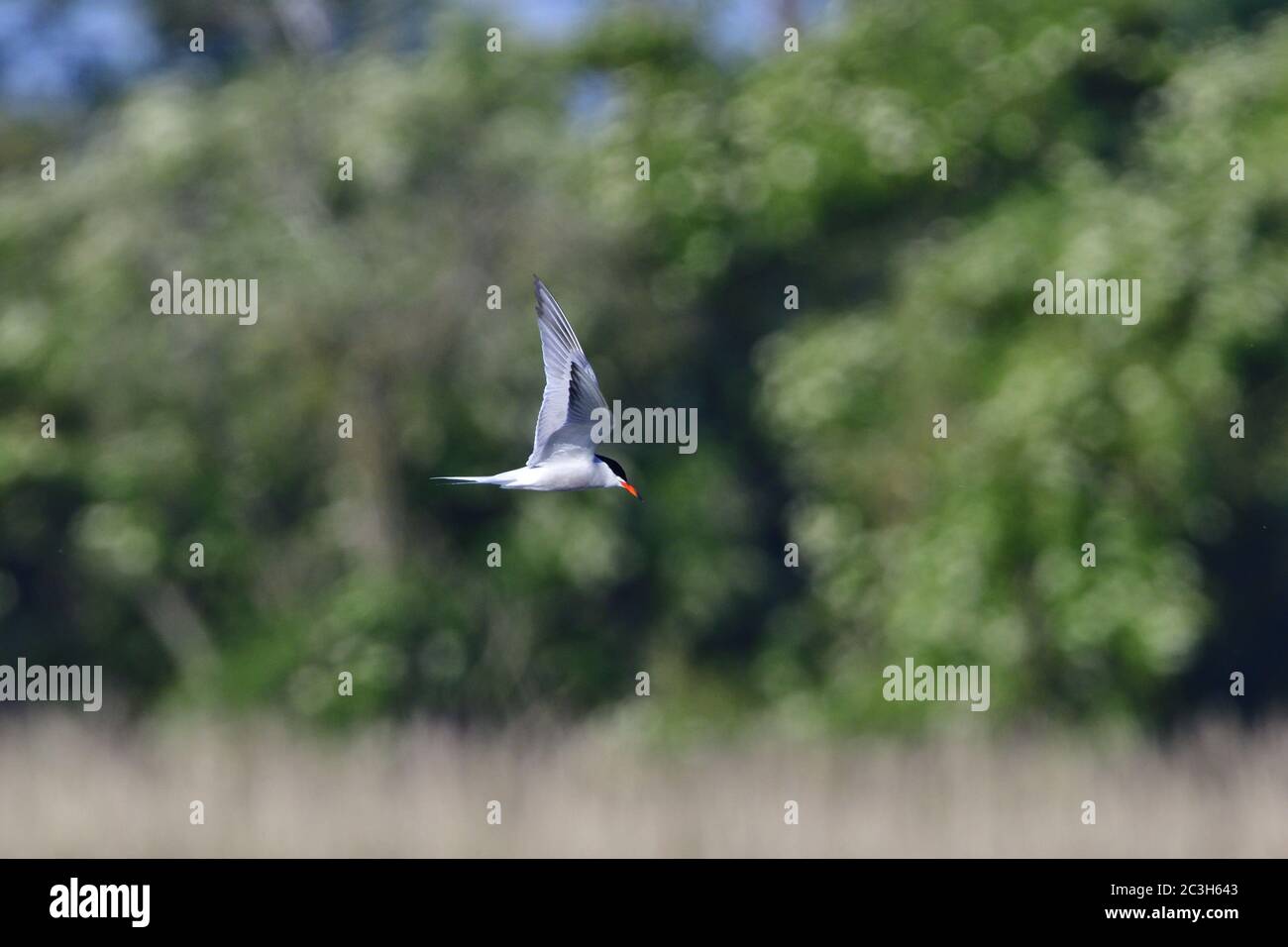 Common tern in flight Stock Photo - Alamy