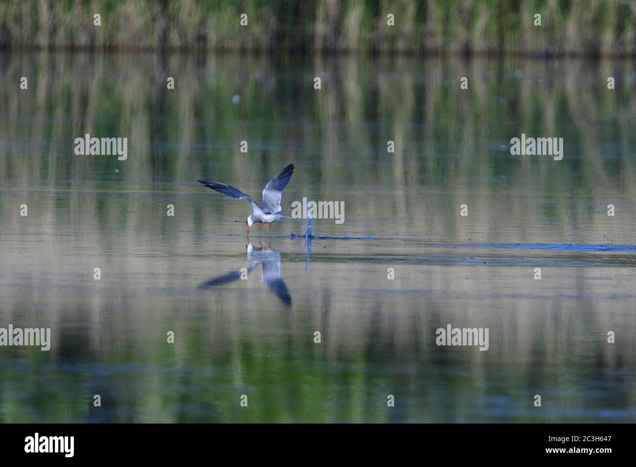 Common tern in flight Stock Photo - Alamy