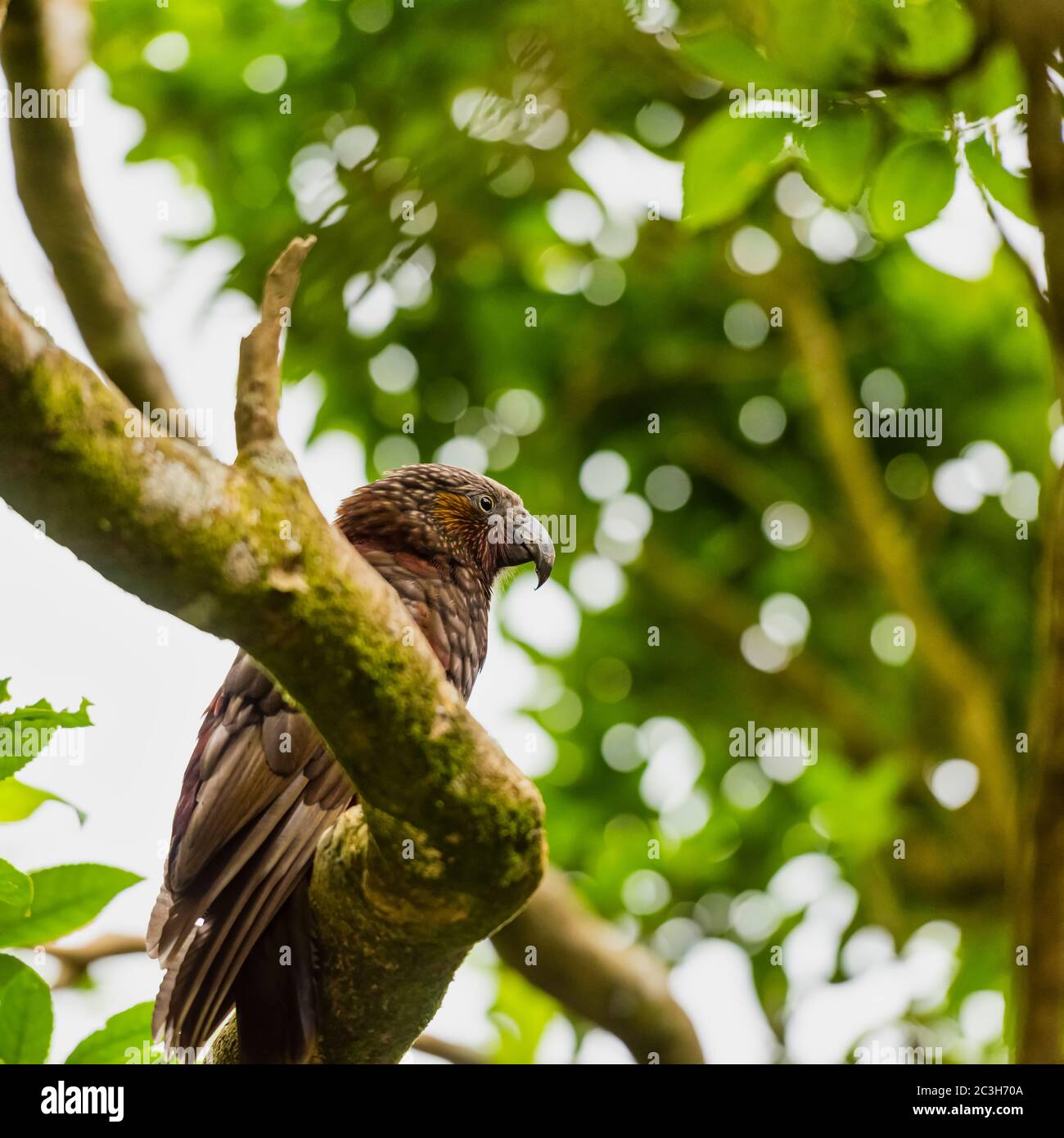 Kaka hi-res stock photography and images - Alamy