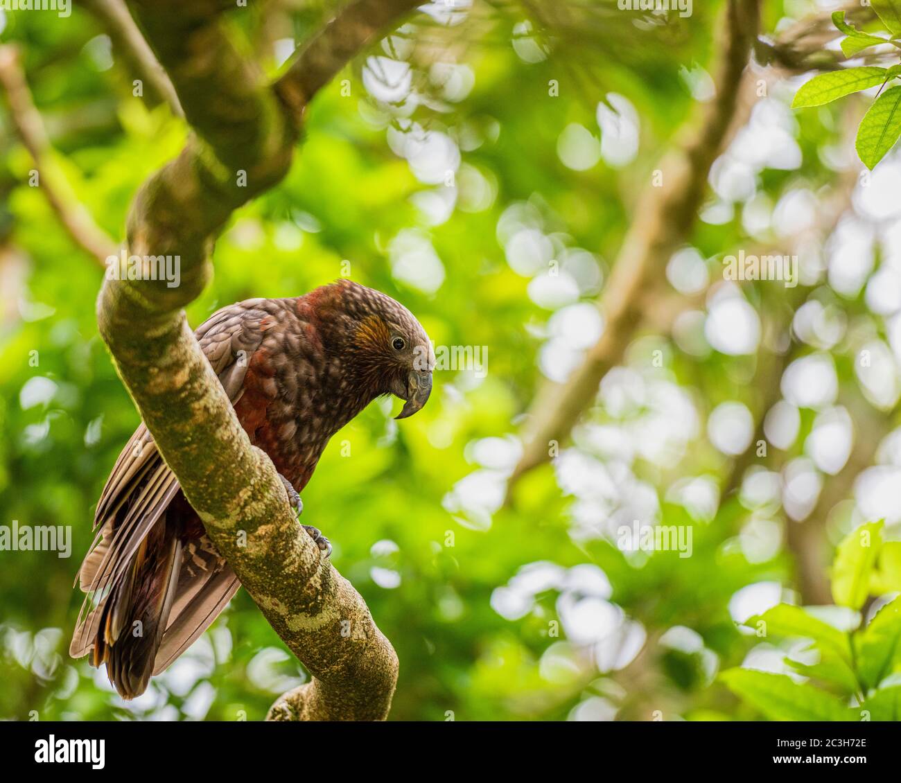 Kaka hi-res stock photography and images - Alamy