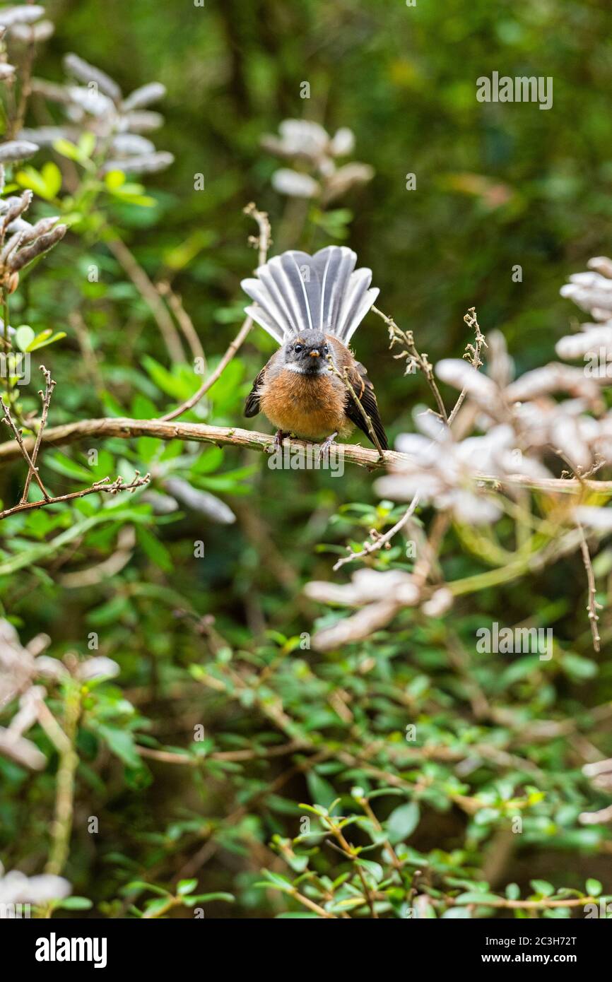 Fantail bird hi-res stock photography and images - Alamy