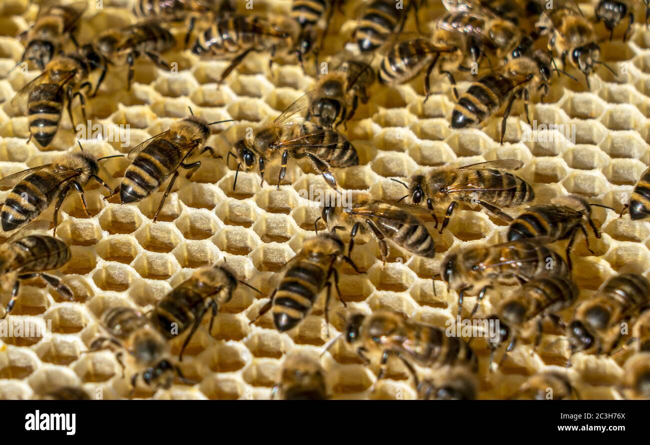 Inside Bee Hive High Resolution Stock Photography and Images - Alamy