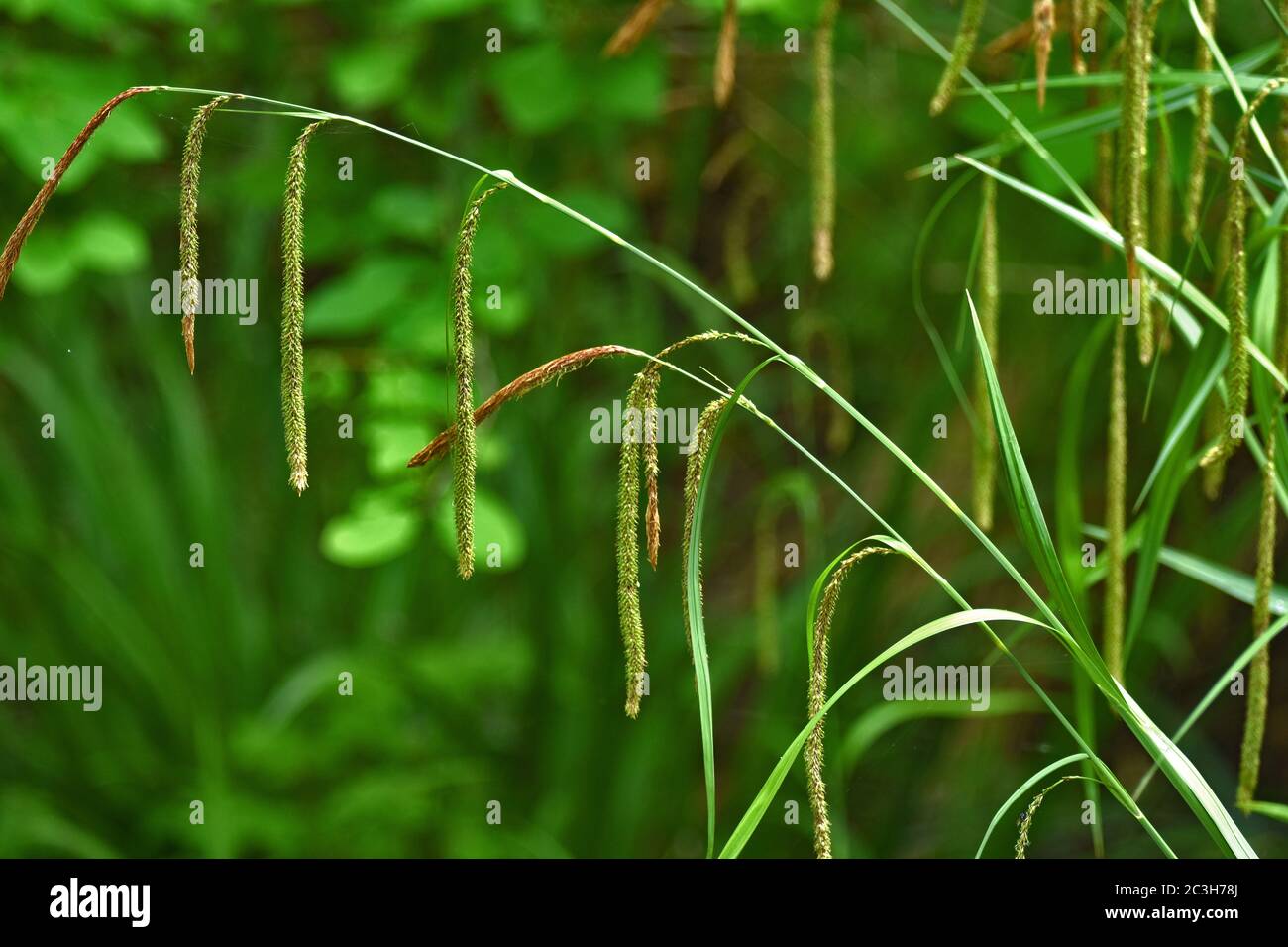 sedge, drooping sedge, hanging sedge, pendulous sedge, weeping sedge ...
