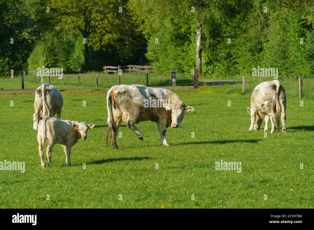 cows in germany Stock Photo - Alamy