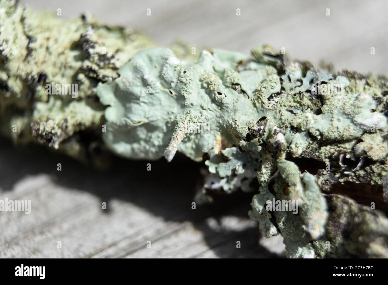 Lichen fungus growing along hi-res stock photography and images - Alamy
