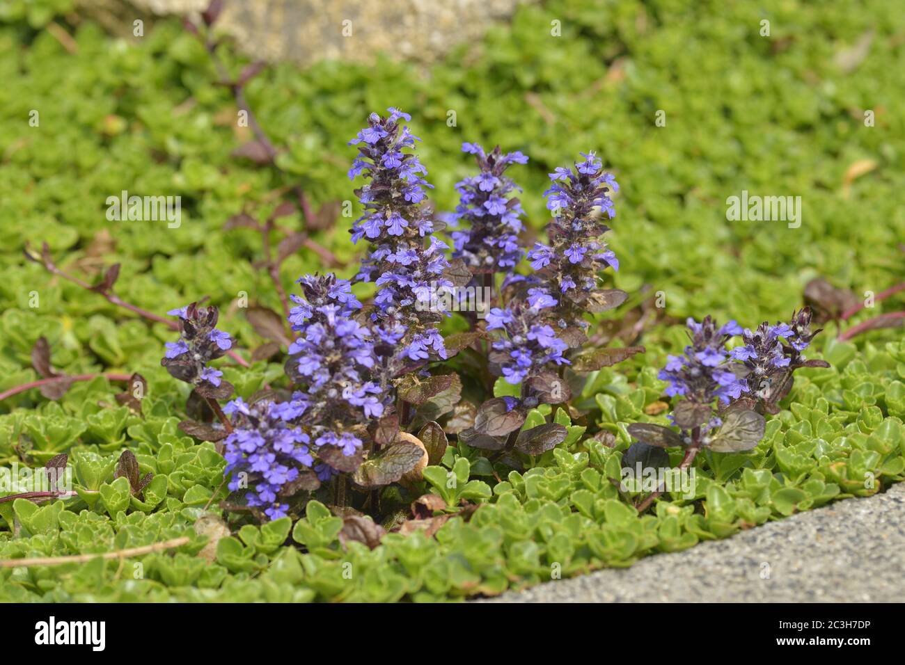 Ajuga reptan hi-res stock photography and images - Alamy