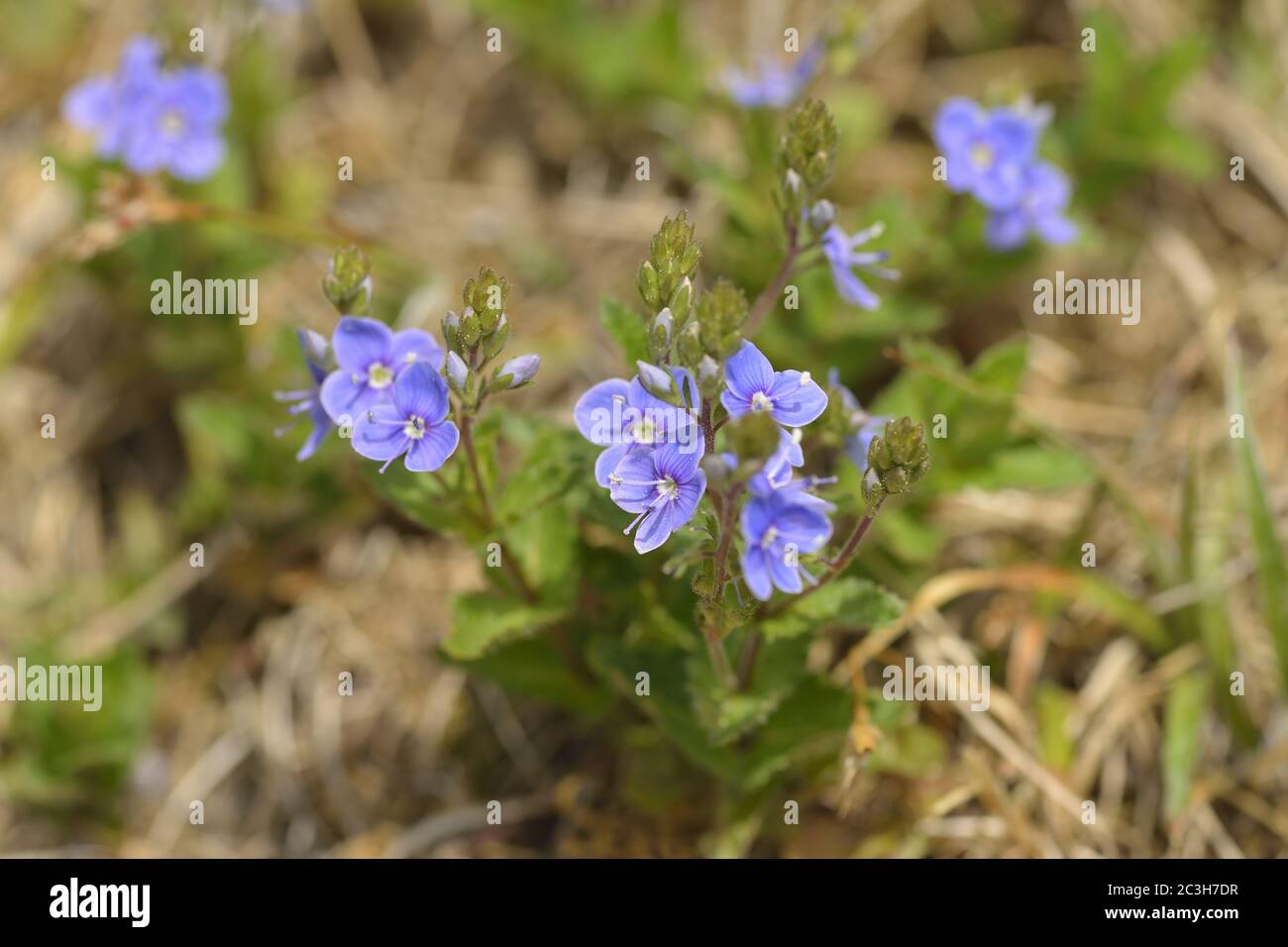 Veronica chamaedrys, the germander speedwell Stock Photo - Alamy
