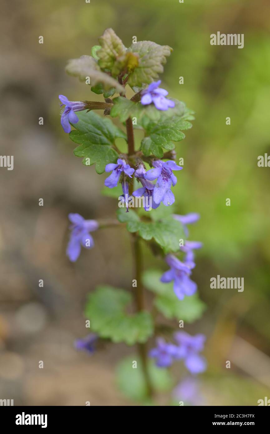 Glechoma lamiaceae hi-res stock photography and images - Alamy