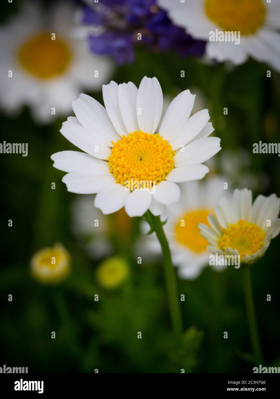 Beautiful vertical picture of field daisy in a garden under the sunlight Stock Photo - Alamy