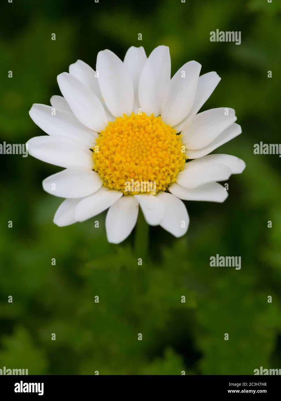 Beautiful vertical picture of field daisy in a garden under the ...