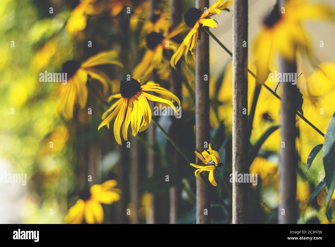 Covid behind bars hi-res stock photography and images - Alamy