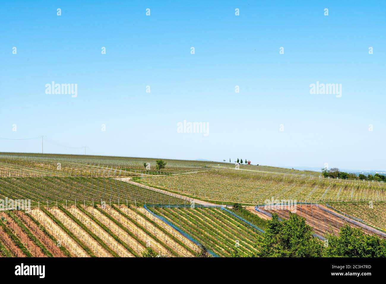 Vineyards in Rhine Hesse in spring Stock Photo - Alamy