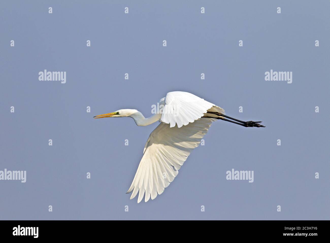 Eastern great egret flying hi-res stock photography and images - Alamy