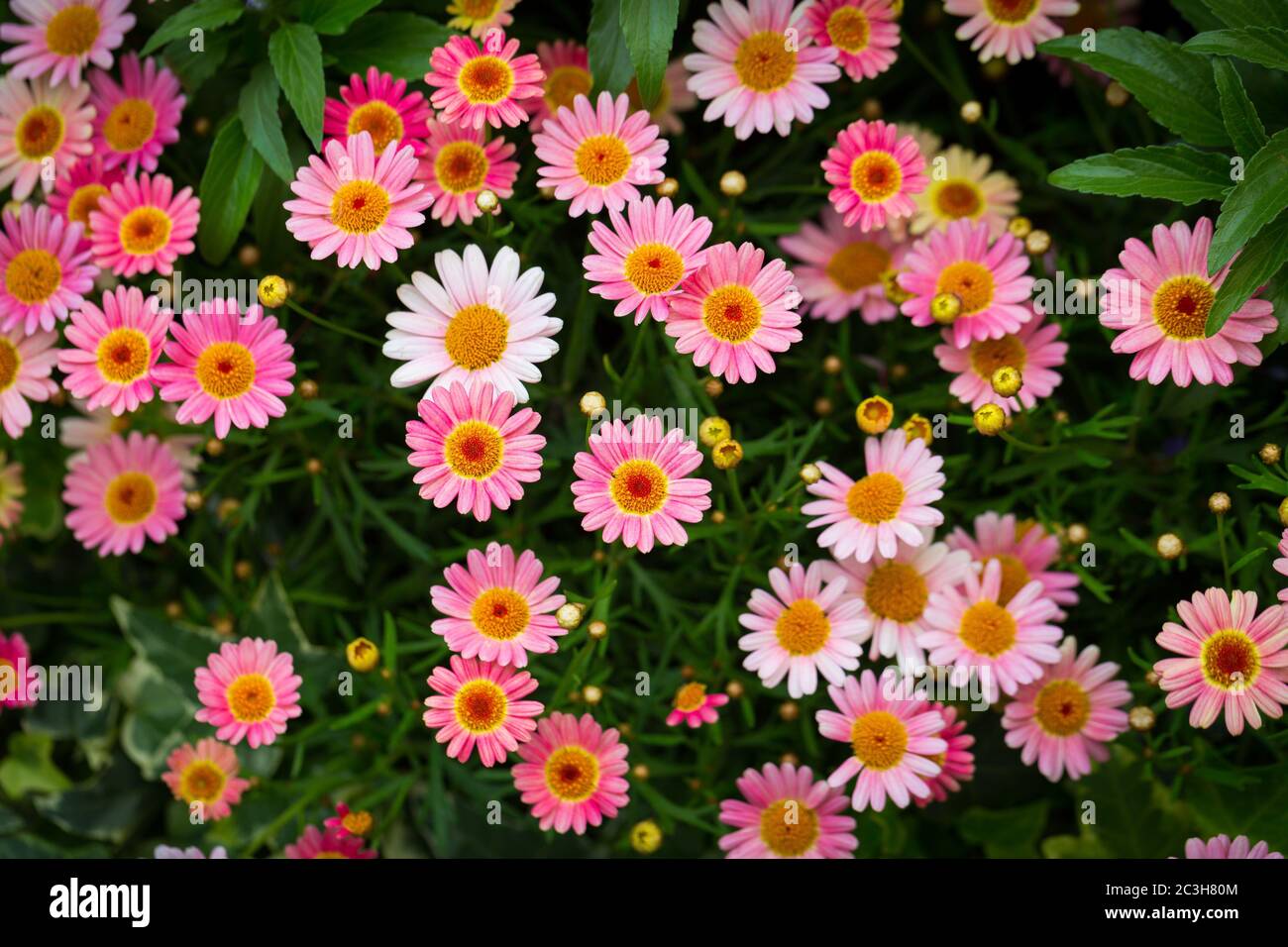 Beautiful high angle shot of pink Marguerite Daisies in a garden under ...