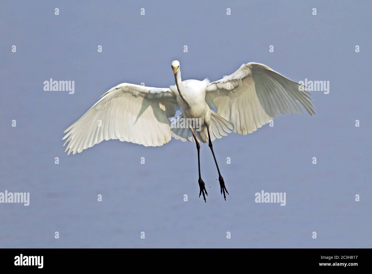 Great Egret landing Stock Photo - Alamy