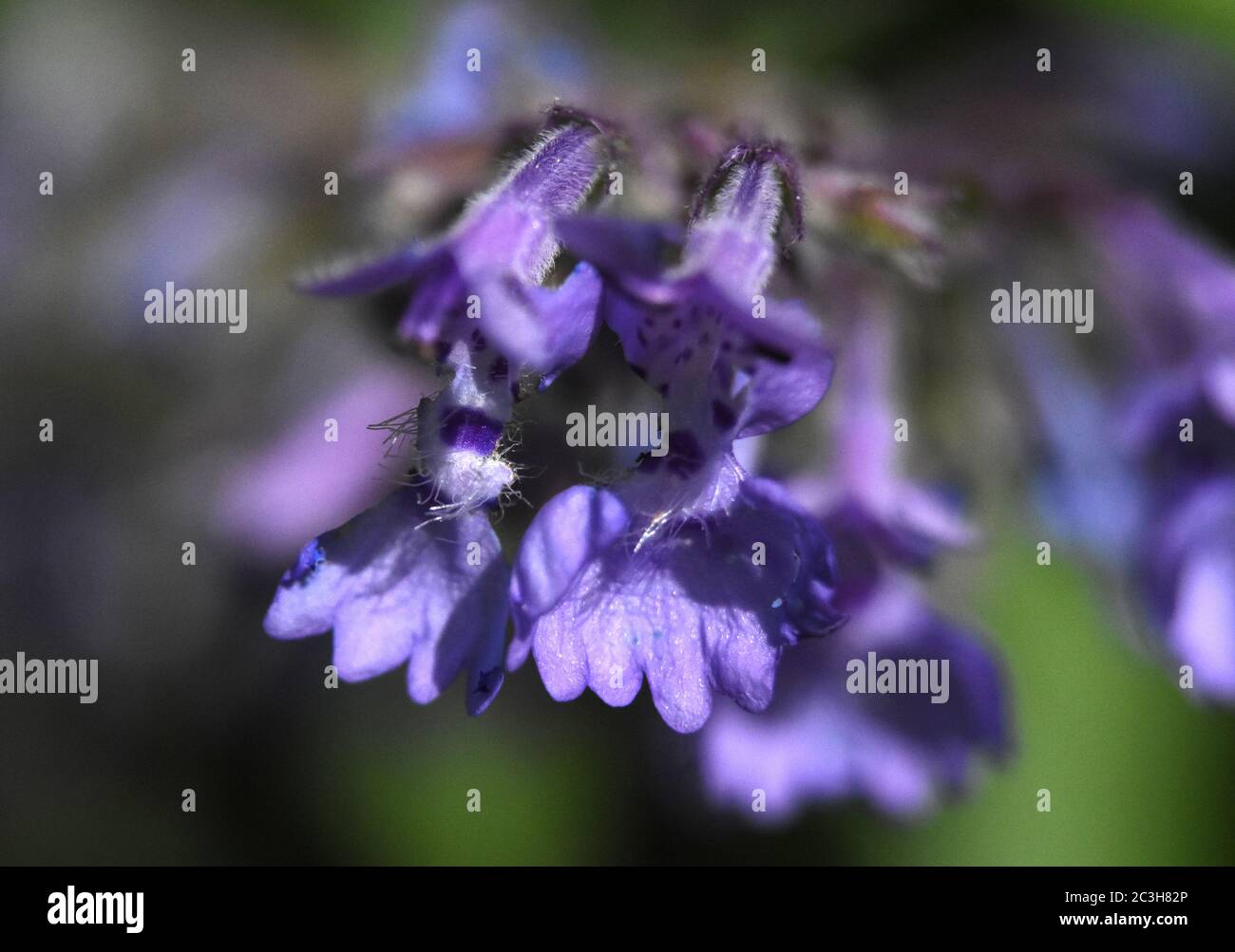 Gorgeous purple catnip flower blossom up close and beautiful Stock ...
