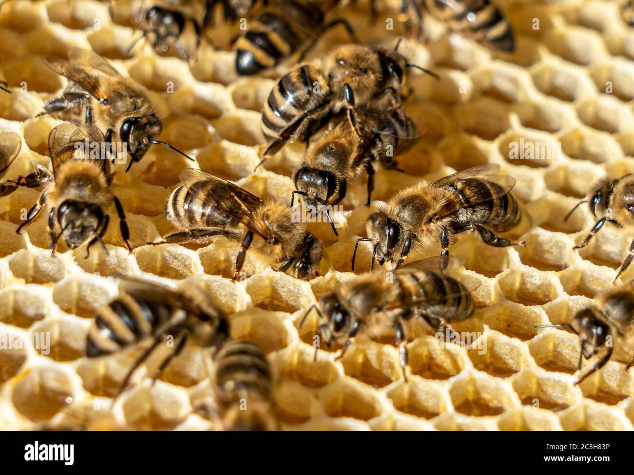 Inside Bee Hive High Resolution Stock Photography and Images - Alamy