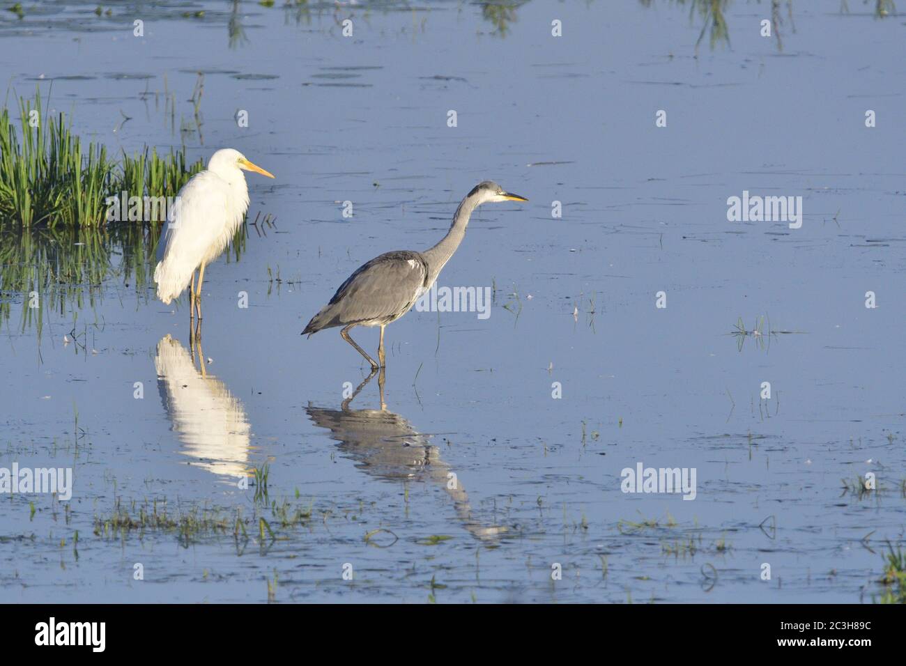 Grey egret hi-res stock photography and images - Alamy