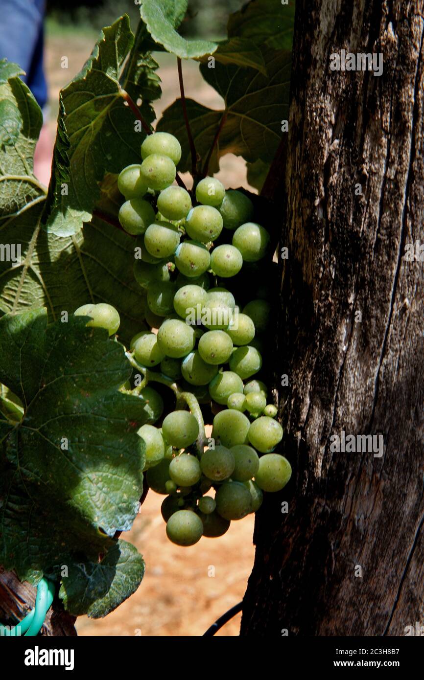 Vertical shot of grapes in a vineyard captured on a sunny day in ...
