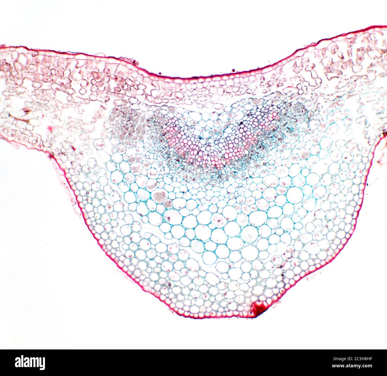Plant cells microscope hi-res stock photography and images - Alamy