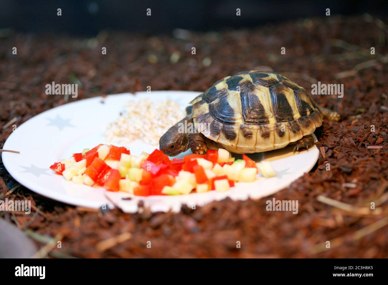 Testudo hermanni shell hi-res stock photography and images - Alamy