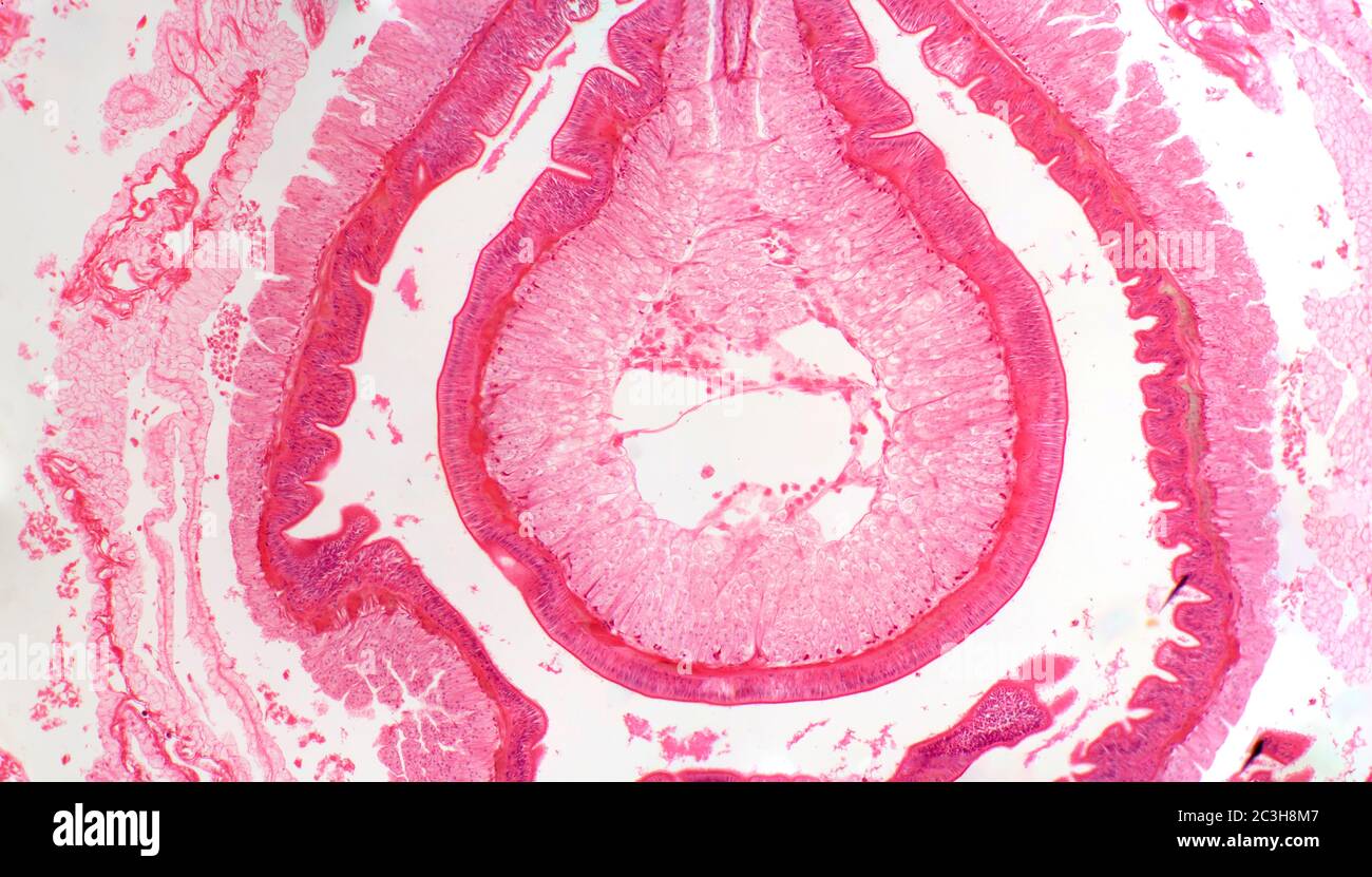 Typhlosole transverse section Stock Photo - Alamy