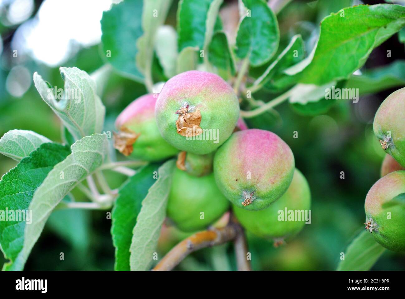 Apple Bud Stages High Resolution Stock Photography and Images - Alamy