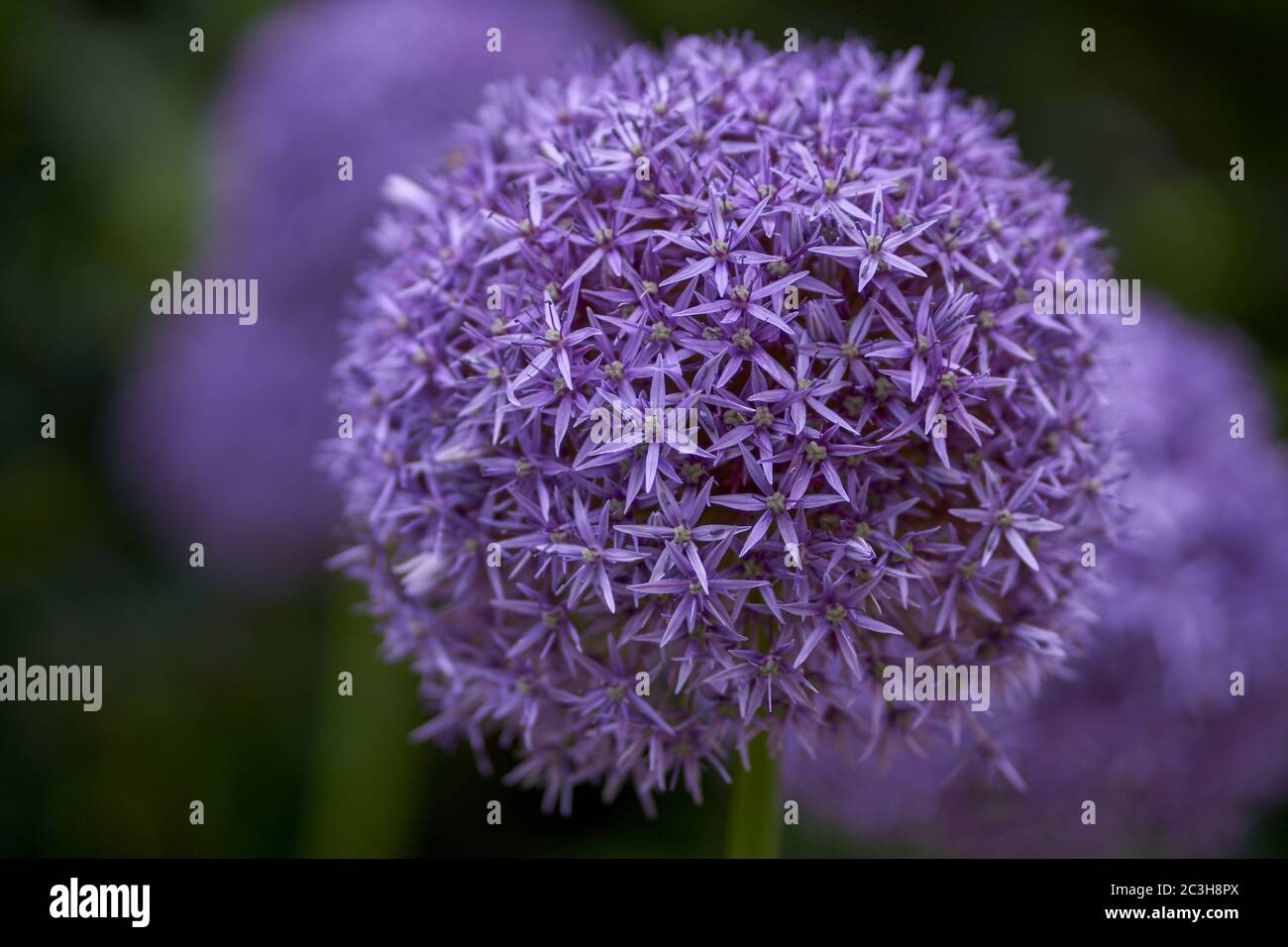 Ornamental garlic hi-res stock photography and images - Alamy