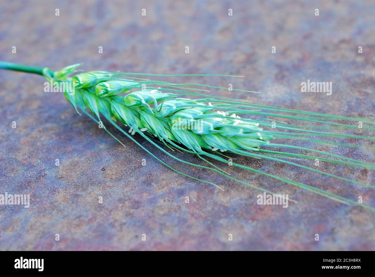 green wheat ear on rusty metal surface image Stock Photo - Alamy