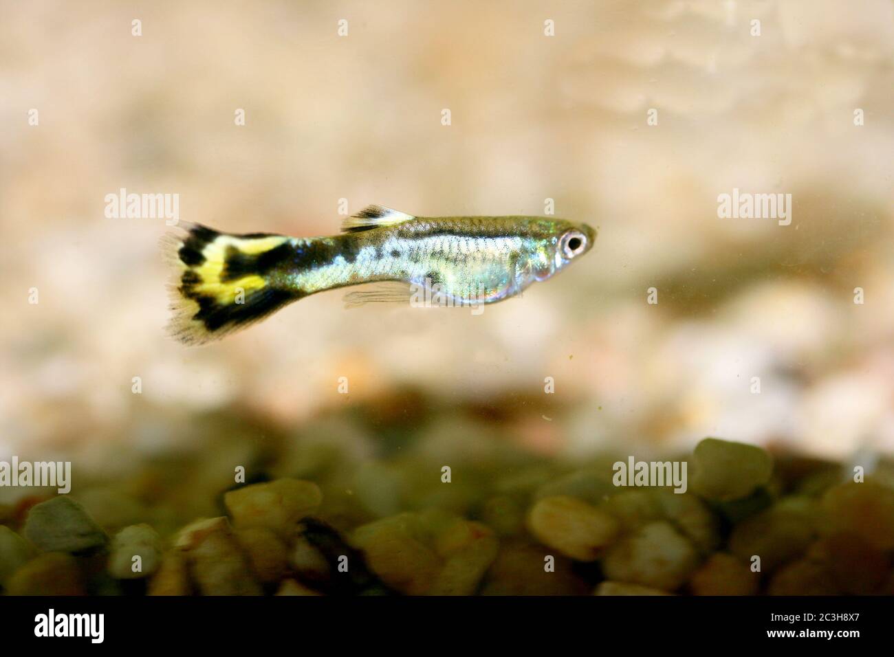 guppy (Poecilia reticulata Stock Photo - Alamy