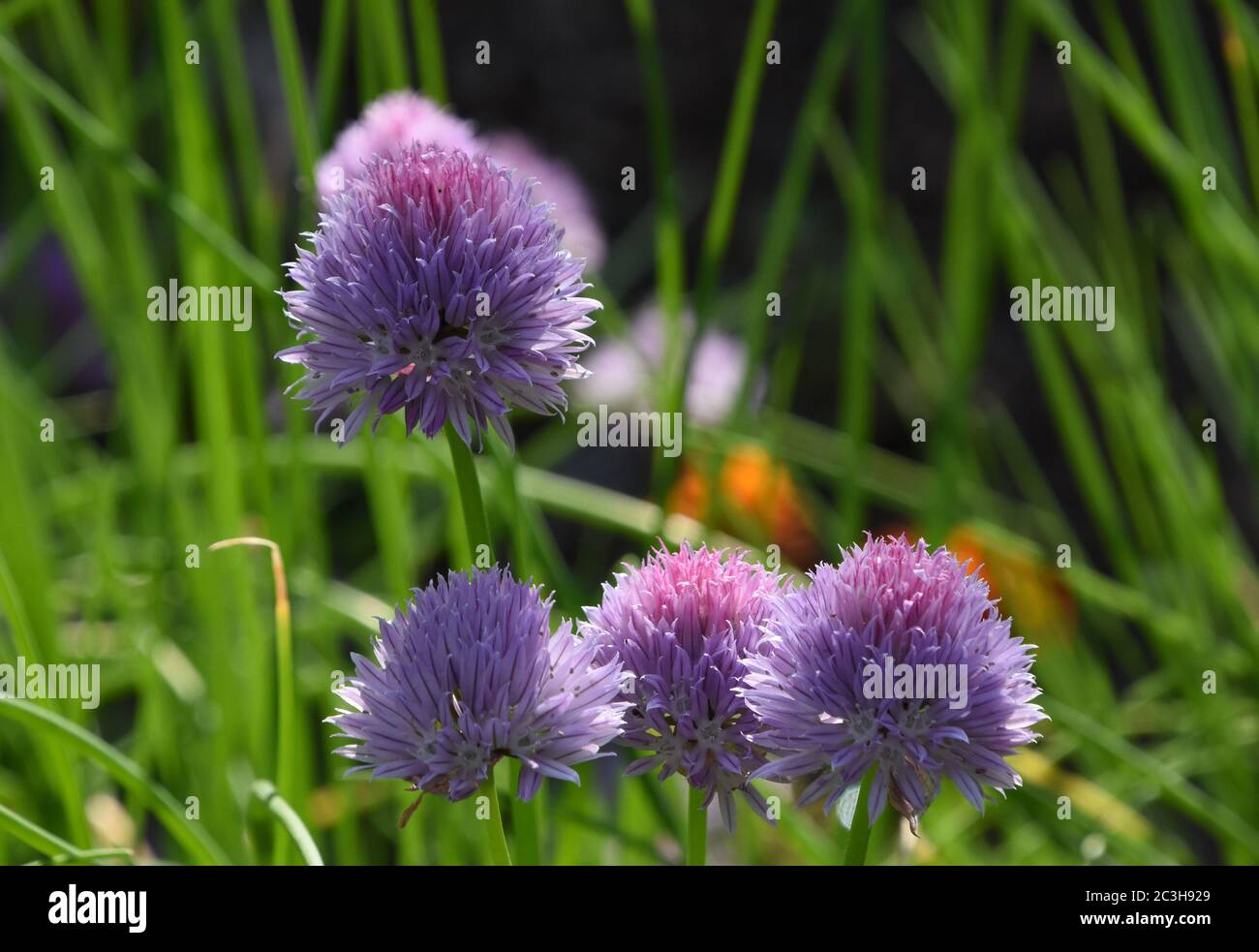 Pretty pink and lavender chives flowering in a garden Stock Photo - Alamy