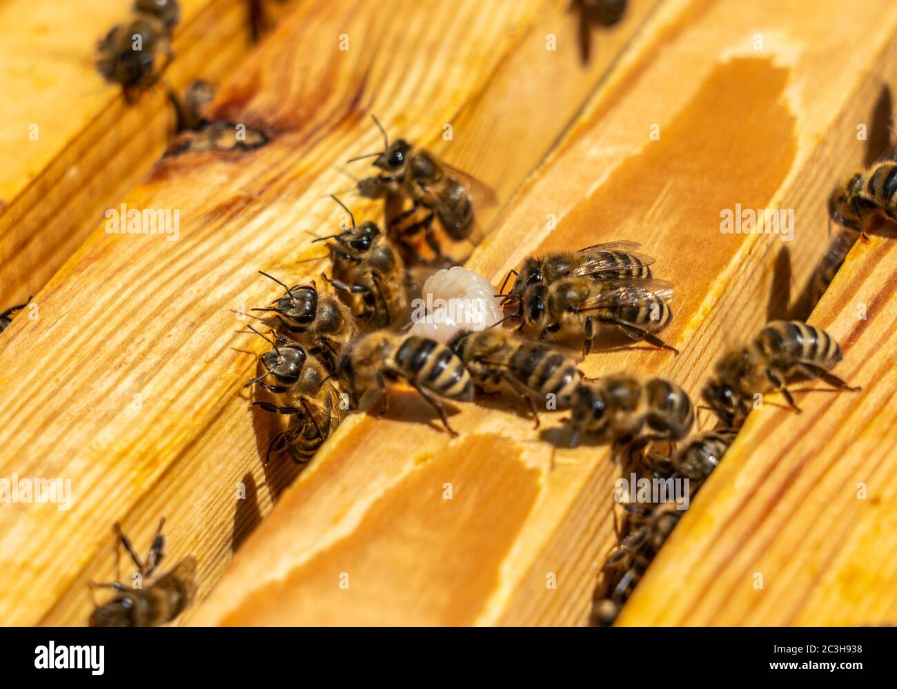 close-up of a wooden frame with a honeycomb inside the hive, bees ...