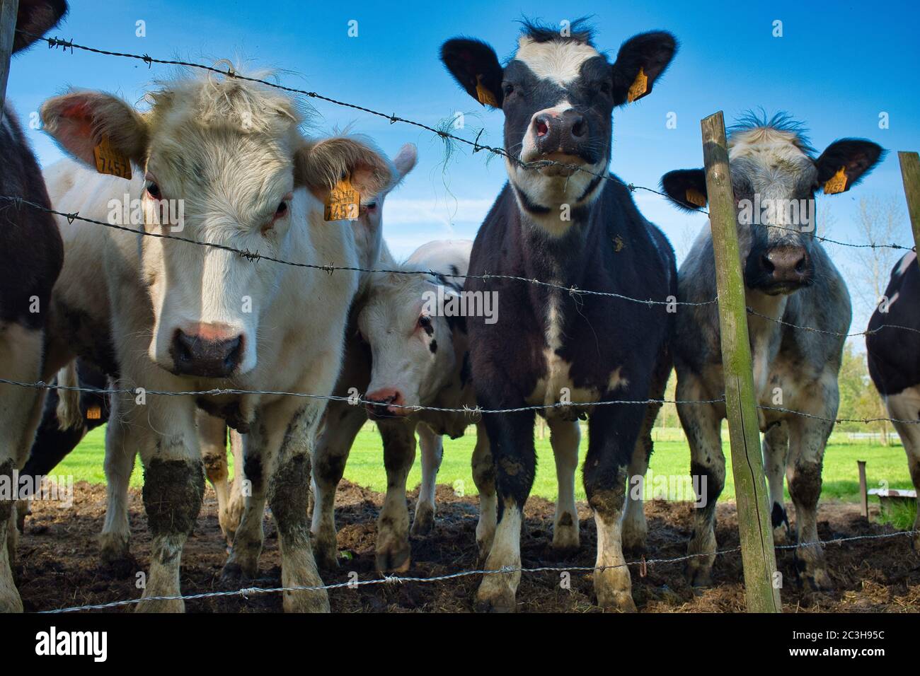 Low angle shot of numbered cows behind the barbed wire Stock Photo - Alamy