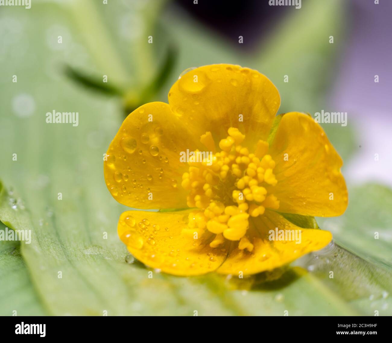 Closeup of a meadow buttercup on a leaf with water drops on it under ...