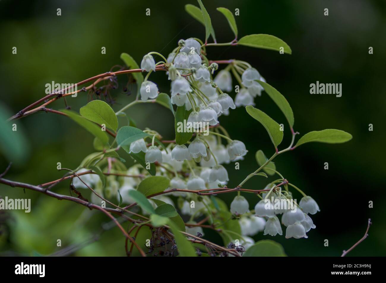 Zenobia pulverulenta, the honeycup flowers close up Stock Photo - Alamy