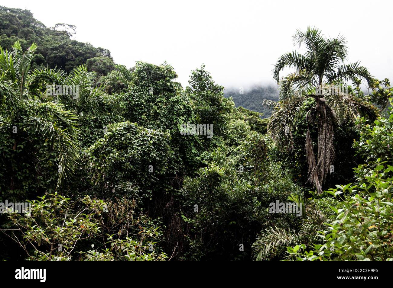 Beautiful of a rainforest with tall trees in Ilha Grande, Brazil under ...