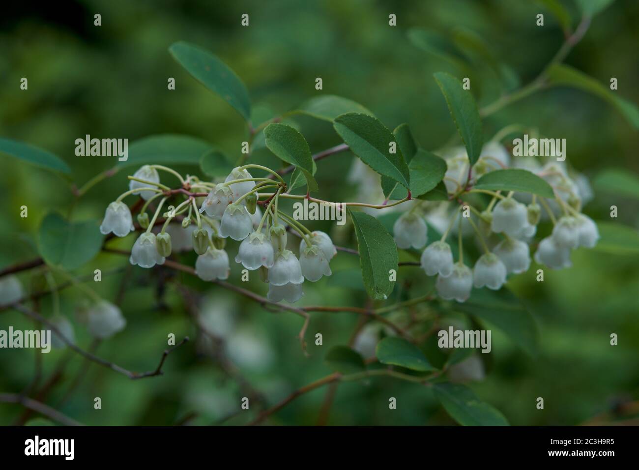 Zenobia pulverulenta hi-res stock photography and images - Alamy