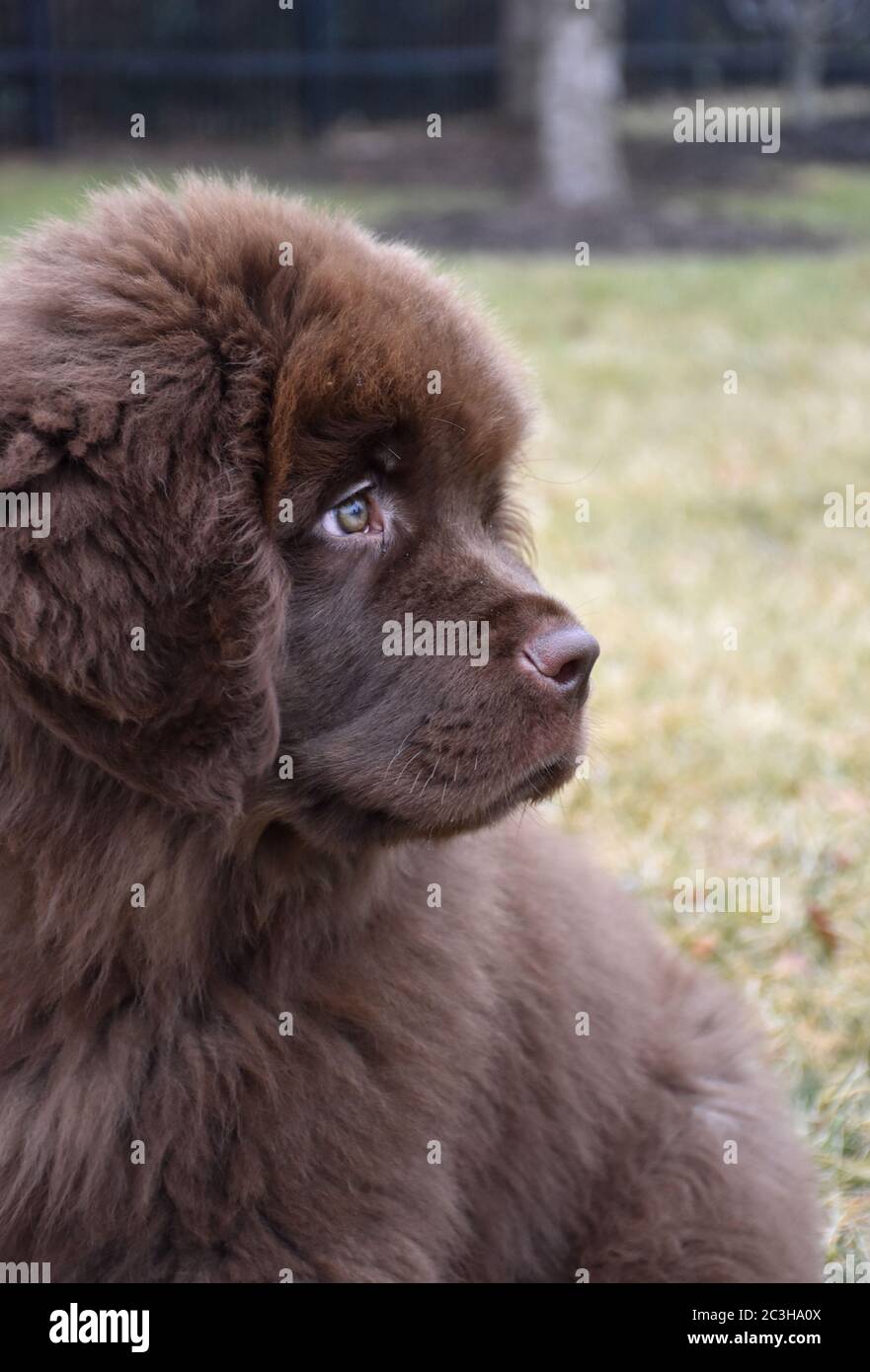 Close up with a brown Newfie puppy dog Stock Photo - Alamy