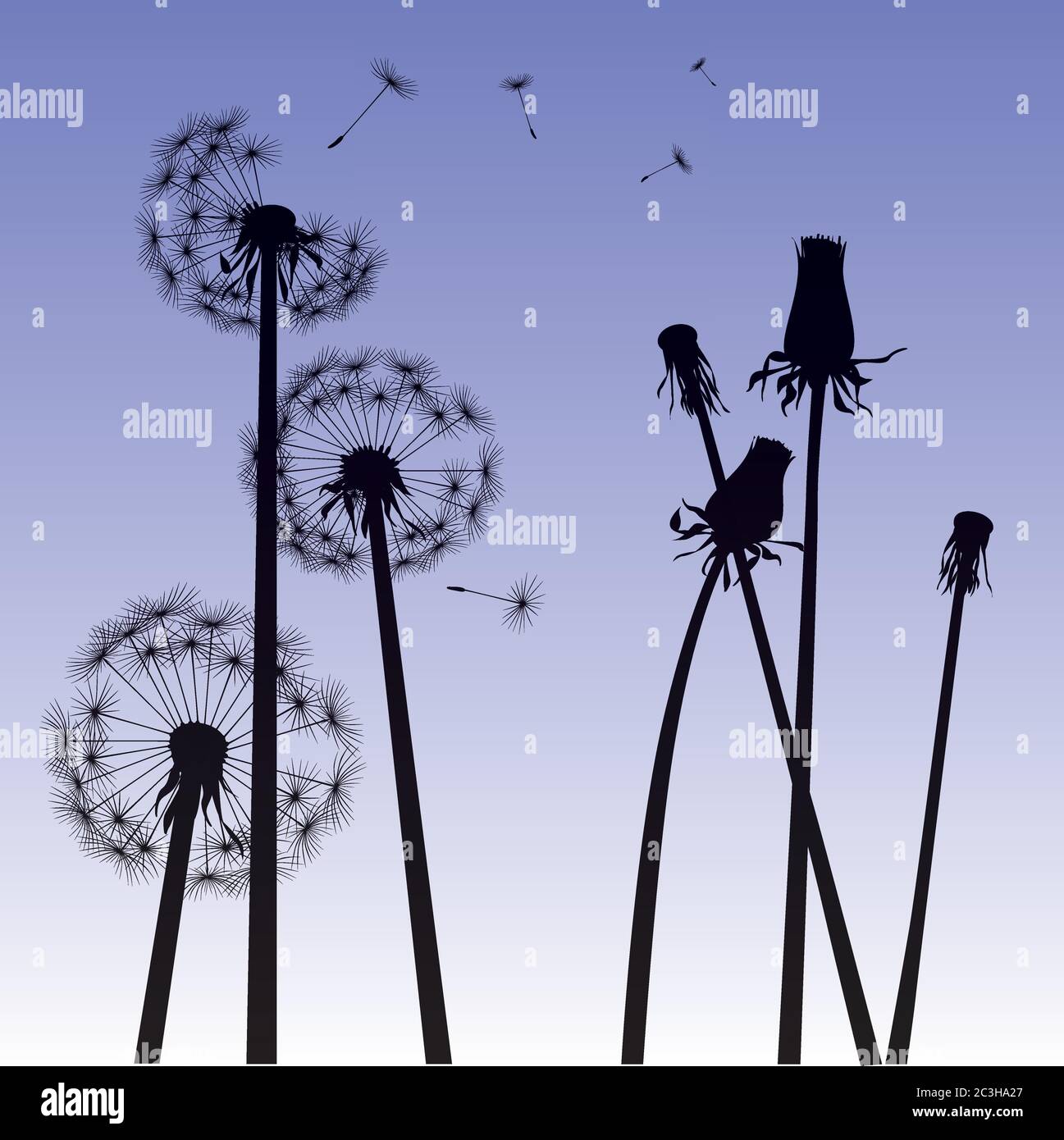 Dandelion on colour background. Vector illustration. EPS file Stock ...