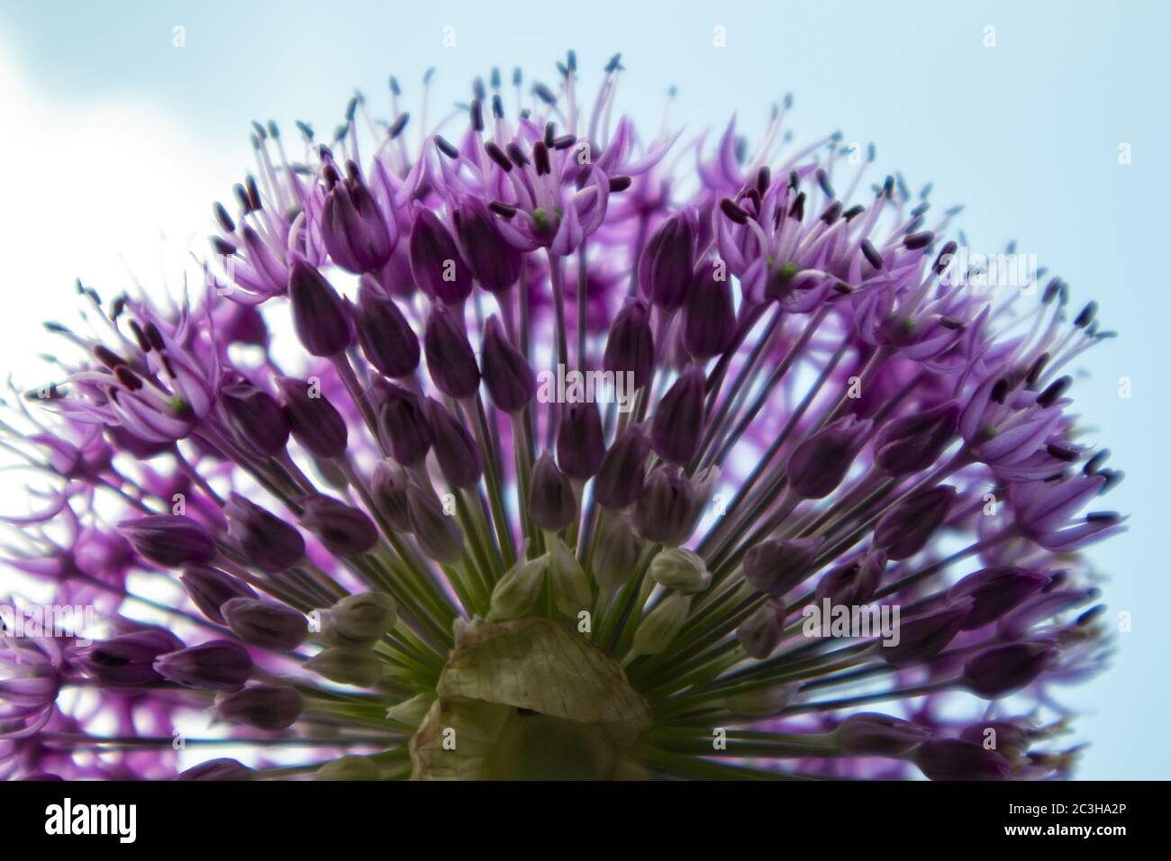 Closeup shot of a purple allium flower head on light blue background ...