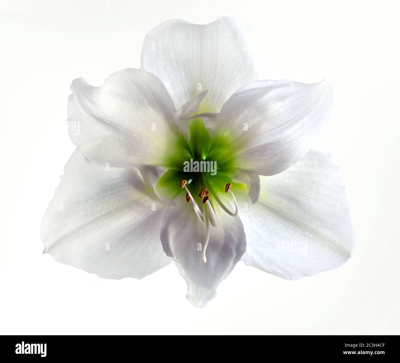 Extreme closeup of the trumpet shaped flower of a white amaryllis ...