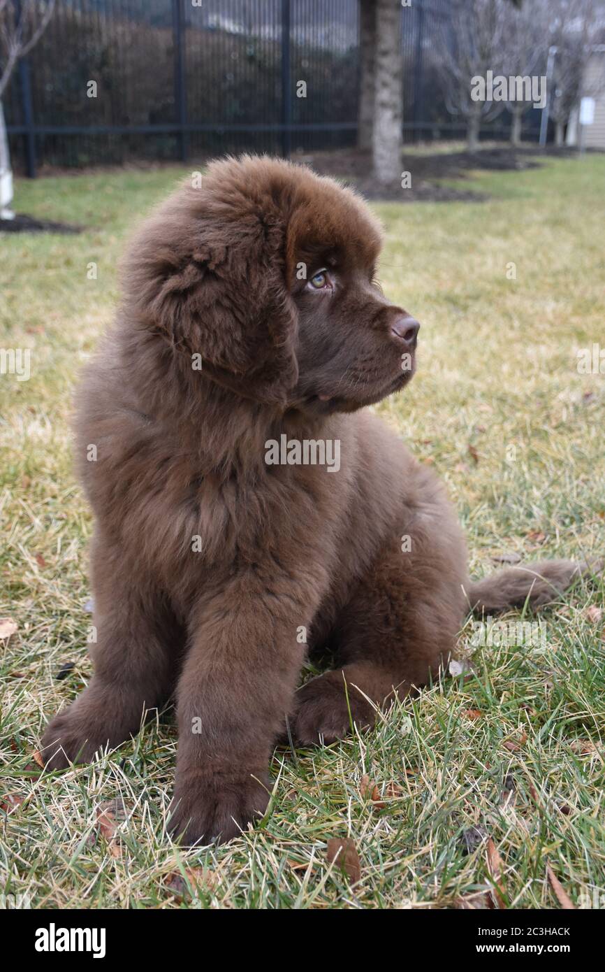 Precious face of a sitting Newfoundland puppy dog Stock Photo - Alamy
